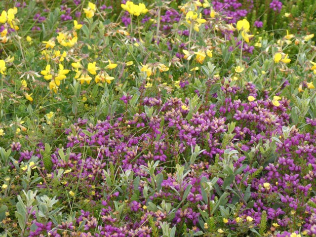 Flotta: A Hidden Gem | VisitScotland