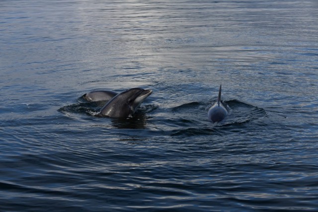 Dolphin Spotting & Clyde Scenery | VisitScotland
