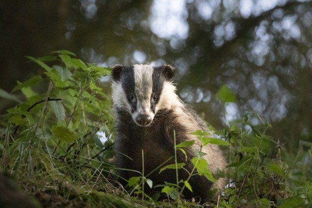 Summer Badger Photography | VisitScotland