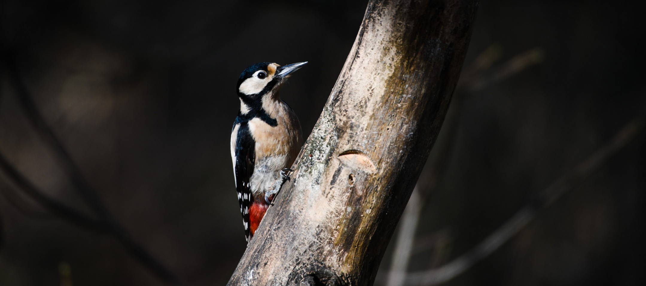 Woodland wildlife ranger experience | VisitScotland