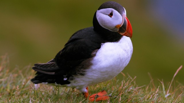 Orkney & Shetland Self-Drive - McKinlay Kidd | VisitScotland