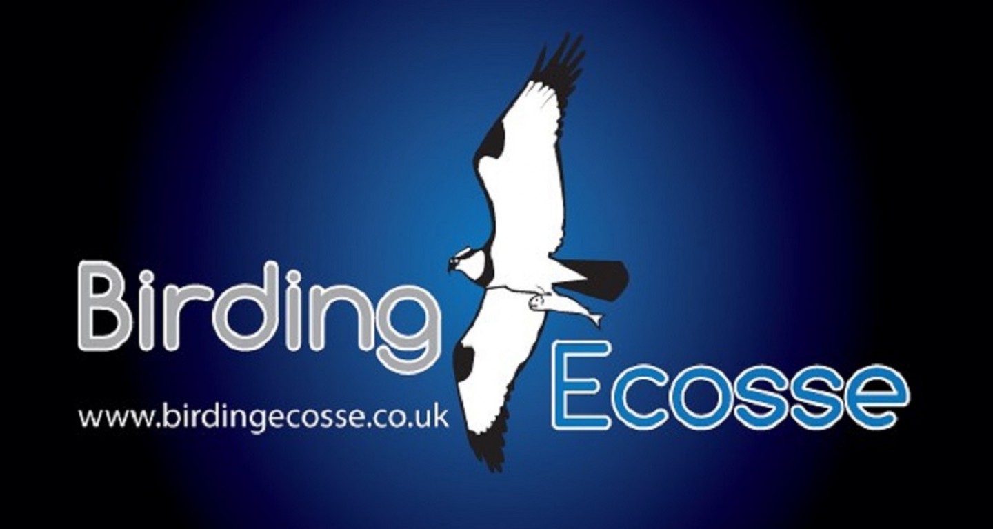 Bird watching day trips, tours and holidays in the Scottish Highlands ...