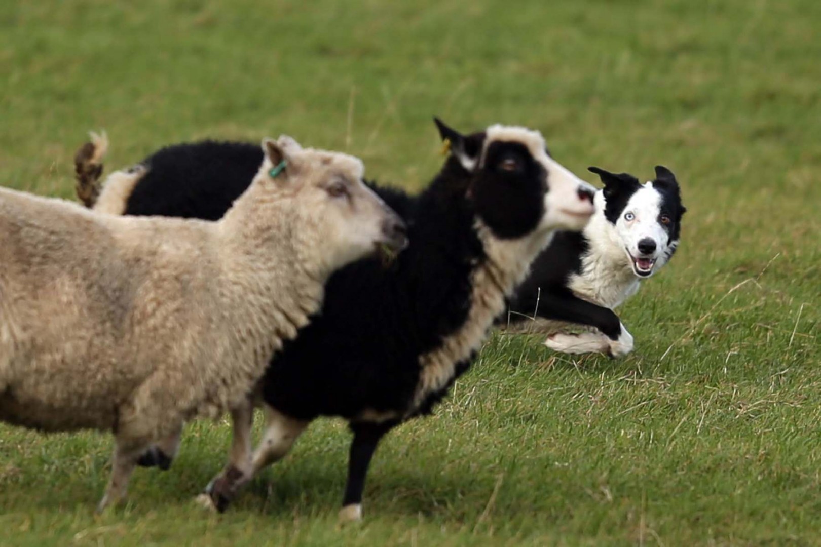 Sheepdog Demonstrations - by Shetland Rural Experience Centre ...
