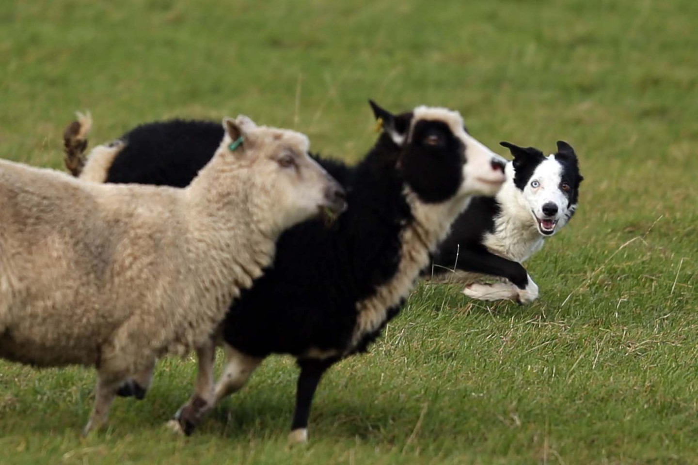 Sheepdog Demonstrations - by Shetland Rural Experience Centre ...