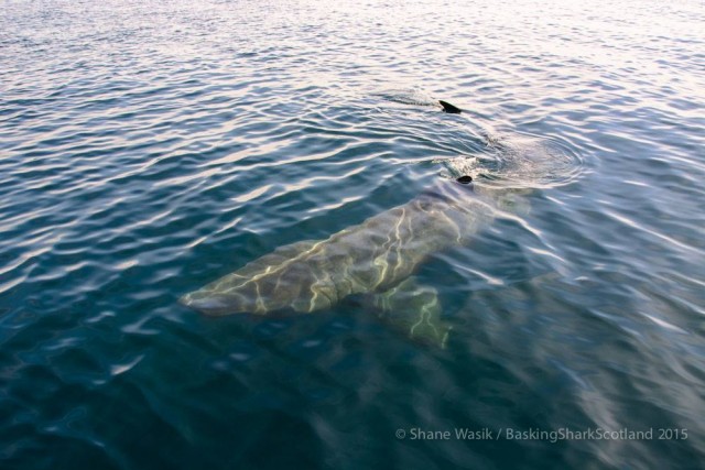 Basking Shark Tours | VisitScotland