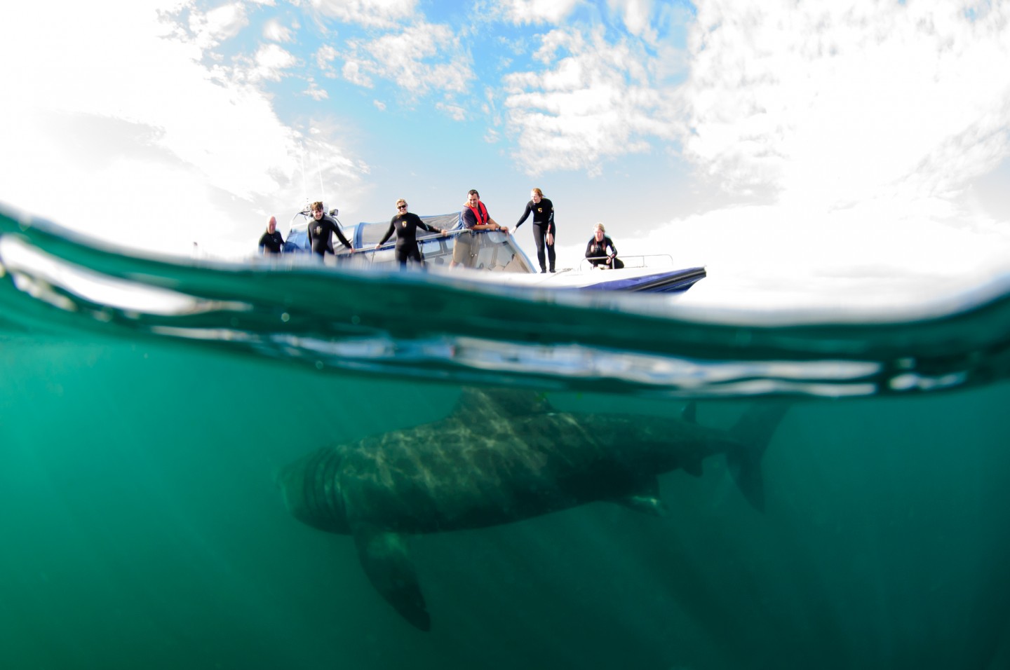 Basking Shark Tours | VisitScotland