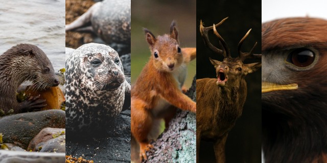 Mammals of the Highlands Wildlife Tour, Scotland | VisitScotland