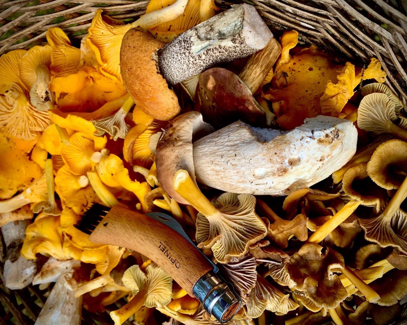 Fungi Foraging Walk (Summer) | VisitScotland