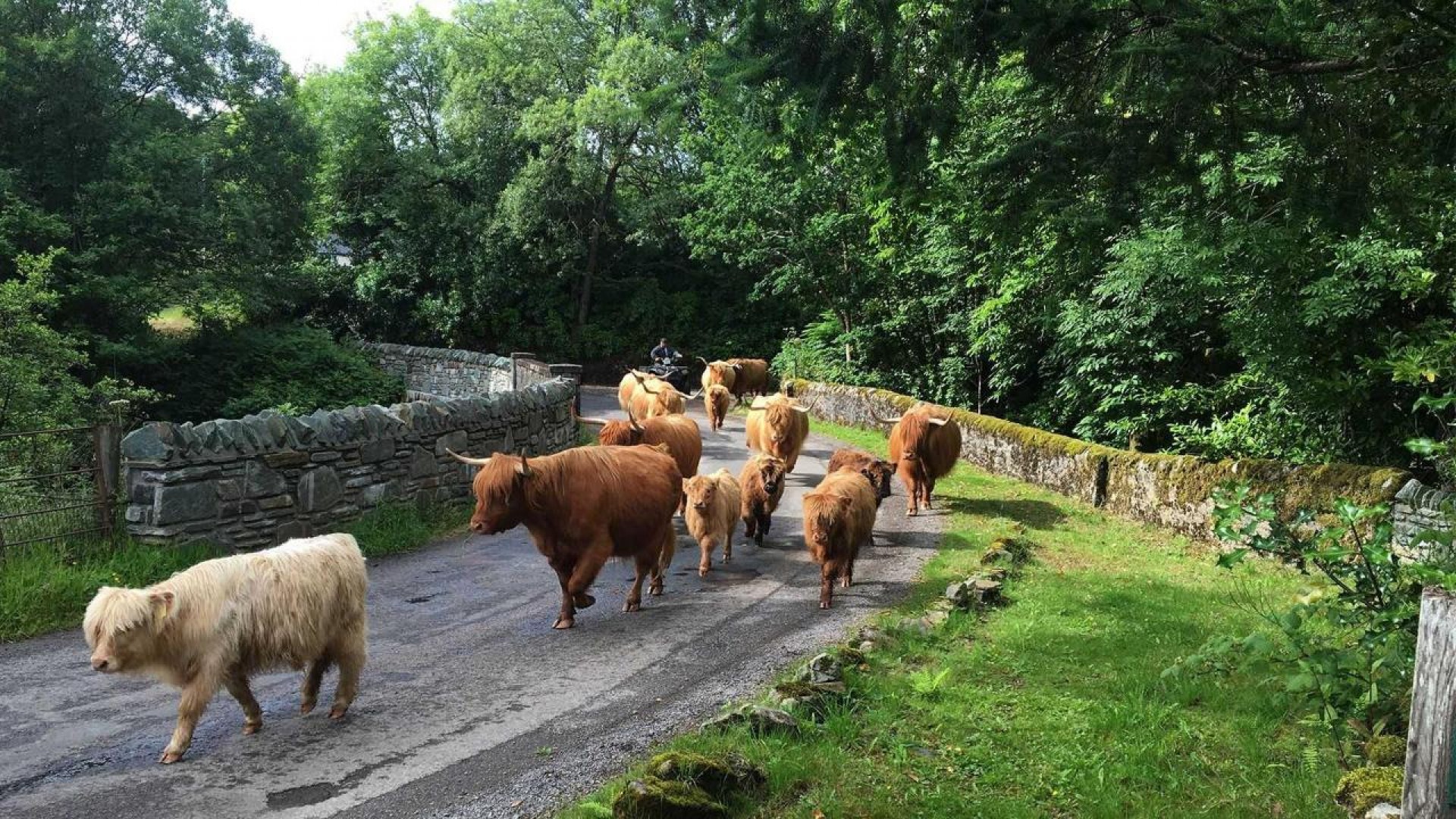Highland Cattle Tour | VisitScotland