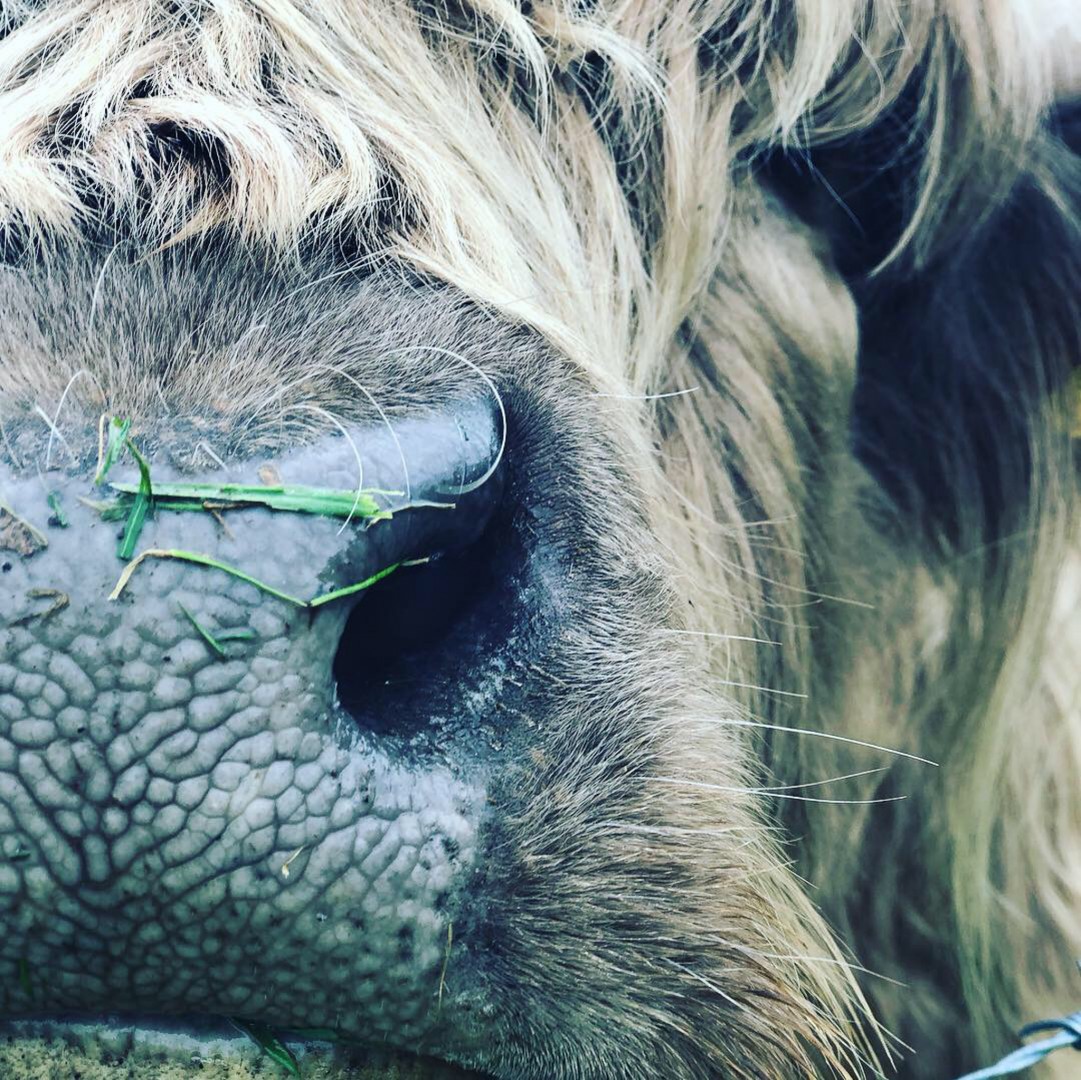 Highland Cow Private Farm Tour with Lunch in a Cosy Cabin | VisitScotland
