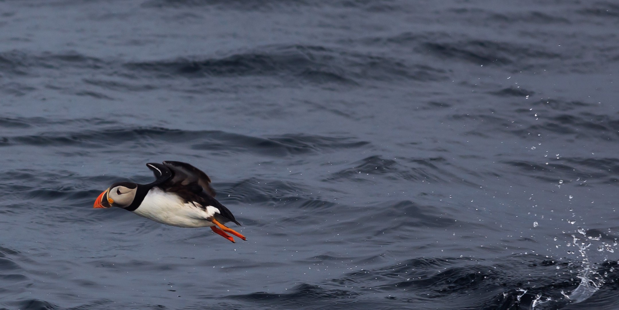 Puffin Trip | VisitScotland