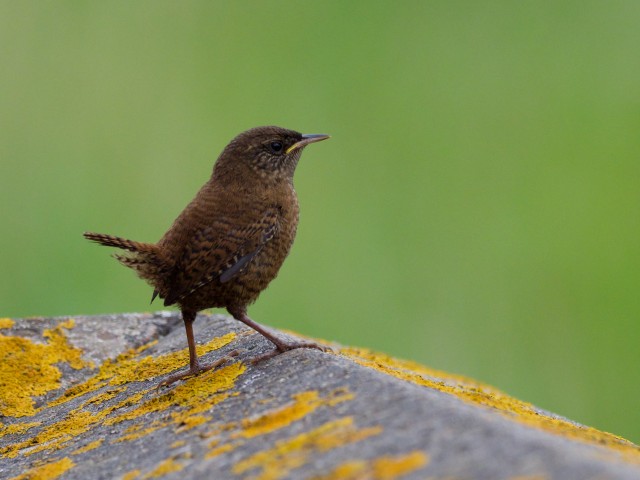Spectacular Shetland Wildlife - the Ultimate UK Wildlife Experience ...