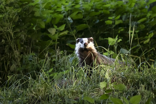 Summer Badger Photography | VisitScotland