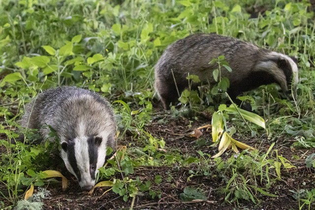 Summer Badger Photography | VisitScotland